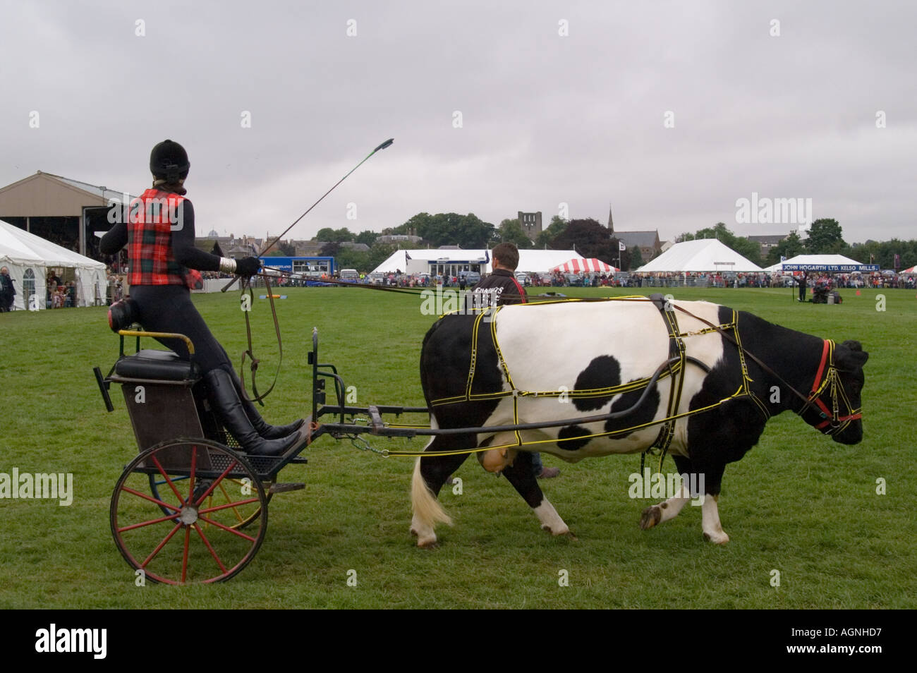 Amanda Saville and draft cow part of her show Chariots of Fire Stock ...