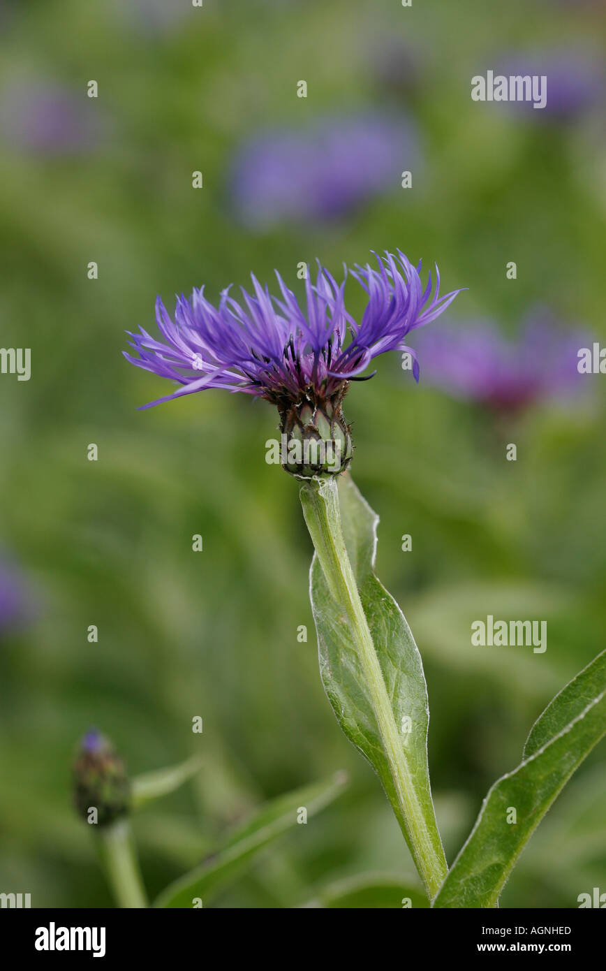 The perennial cornflower hi-res stock photography and images - Alamy