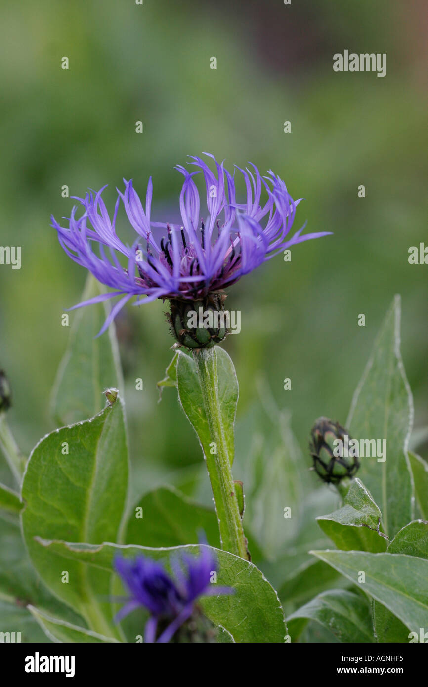 Perennial Cornflower in garden Stock Photo - Alamy