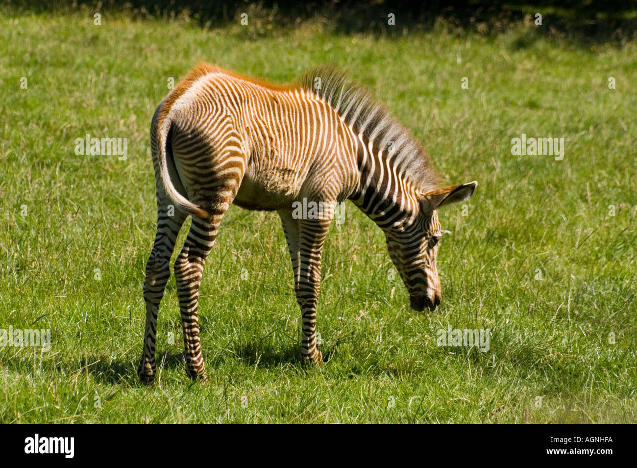 Grevy's Zebra Edinburgh Zoo - stallion foal Stock Photo - Alamy