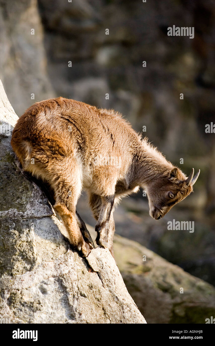 young alpine ibex Stock Photo - Alamy