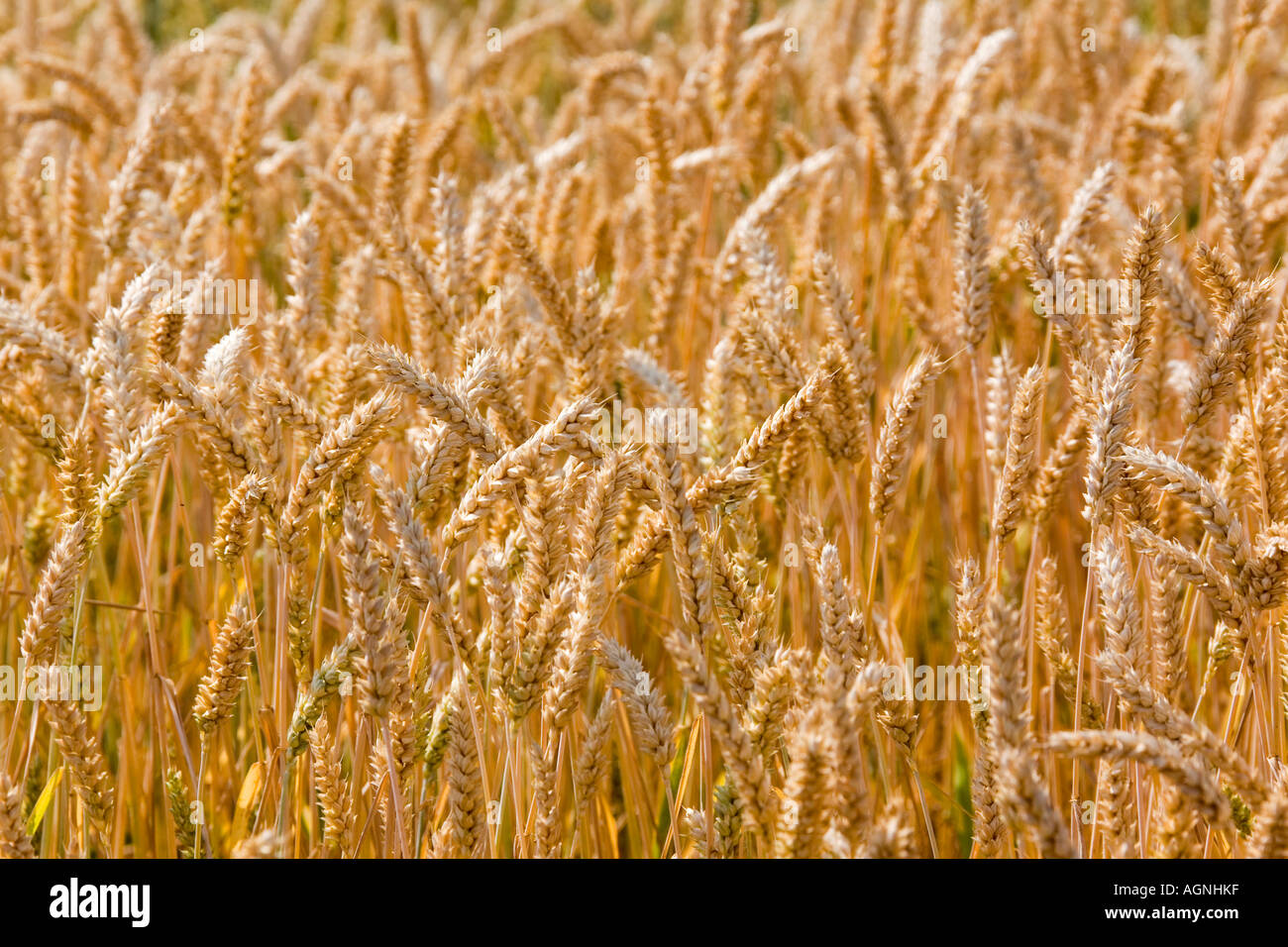 Wheat beards hi-res stock photography and images - Alamy