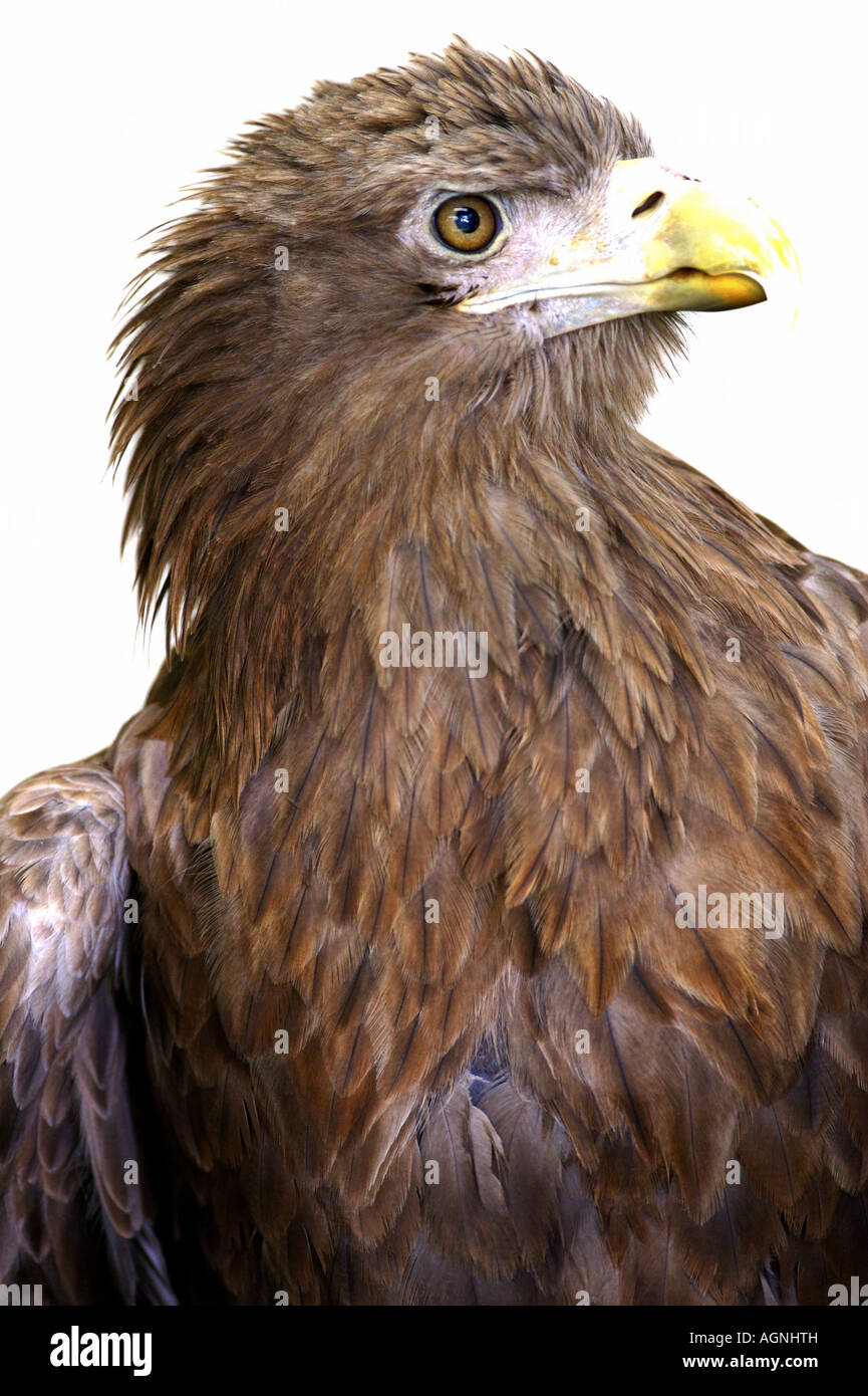 White Tailed Eagle Stock Photo - Alamy