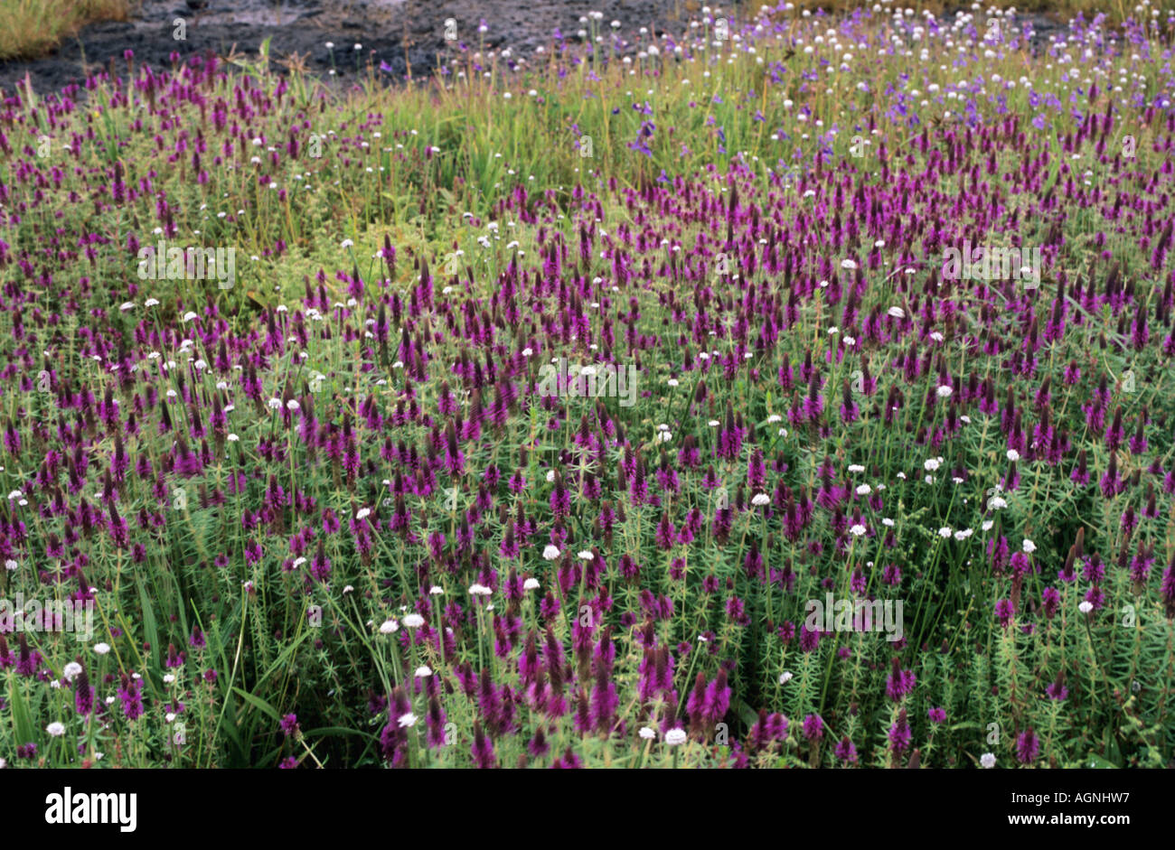 Wild flowers at Kas Platuae, Satara, Maharasthra, India Stock Photo - Alamy