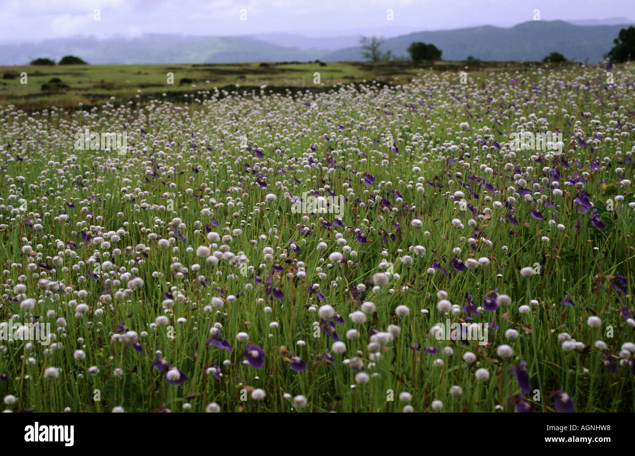 Wild flowers at Kas Platuae, Satara, Maharasthra, India Stock Photo - Alamy