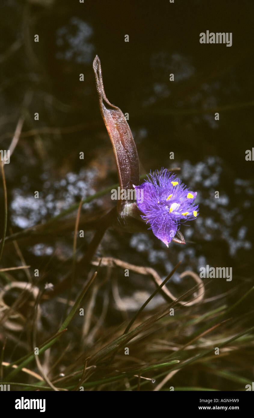 Cynotis plant at Kas, Satara, Maharasthra, India Stock Photo - Alamy