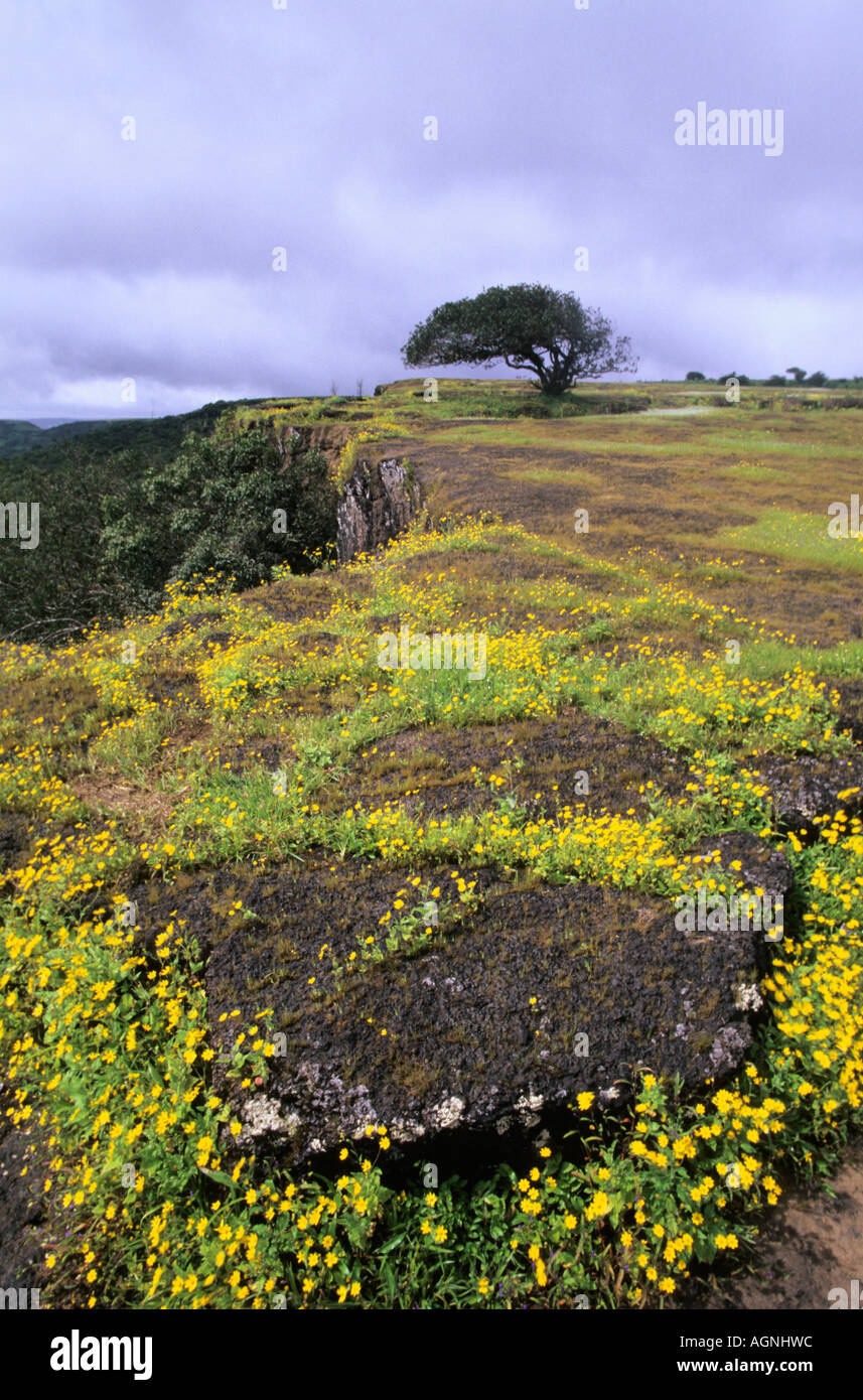 One tree point at Kas, Satara, Maharasthra, India Stock Photo - Alamy