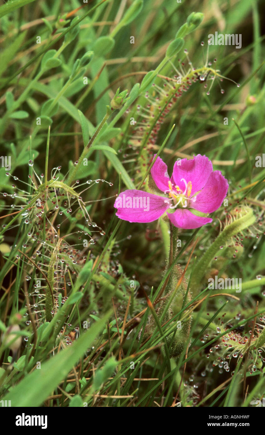 Drosera, Insectivorous plant at Kas, Satara, Maharasthra, India Stock ...
