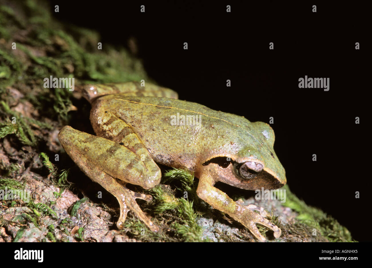 Amphibian amphibians animal animals hi-res stock photography and images ...