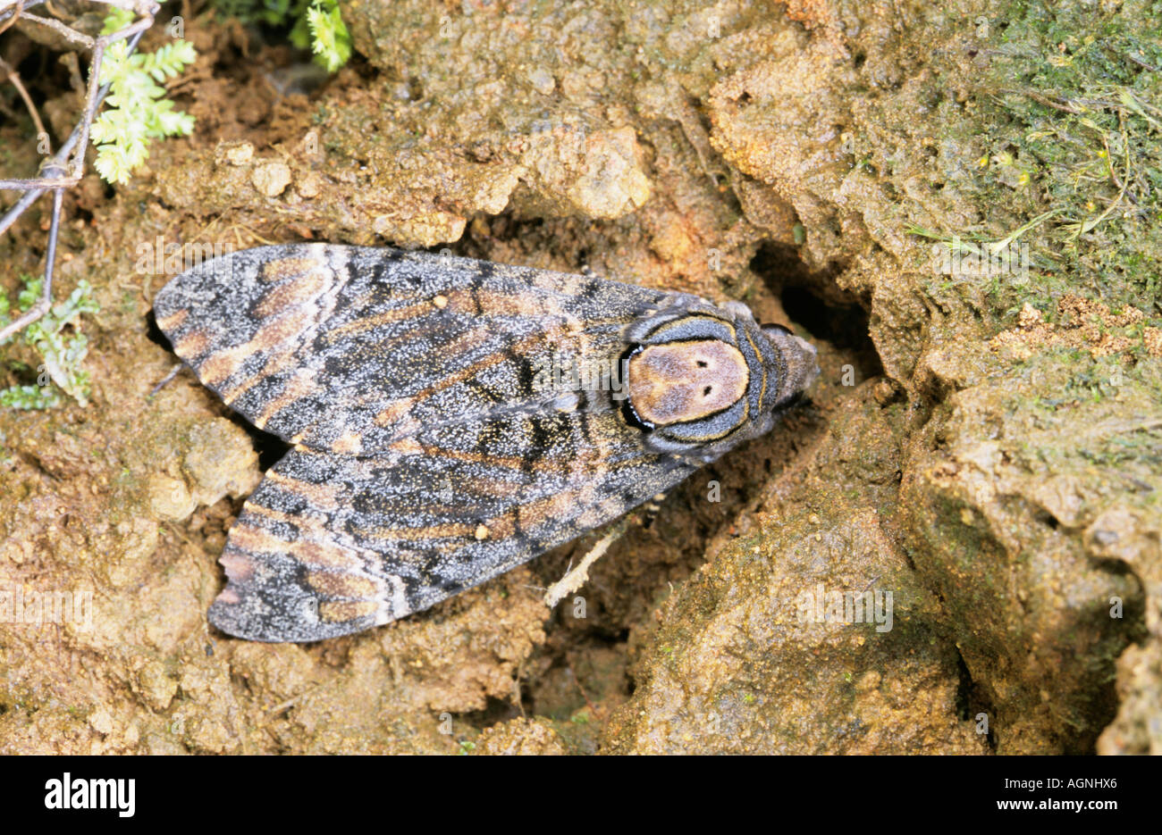 Death head moth hi-res stock photography and images - Alamy