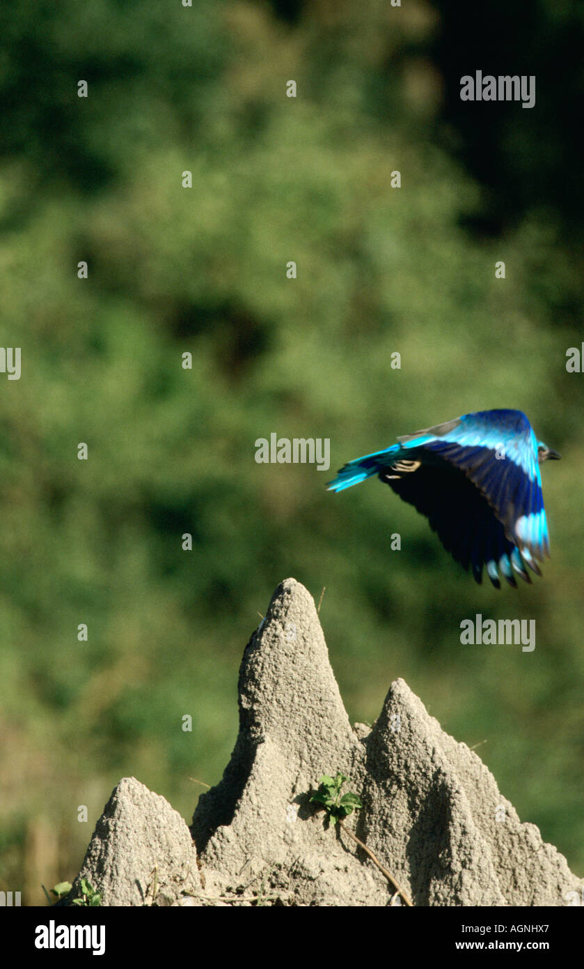 Indian roller in flight hi-res stock photography and images - Alamy