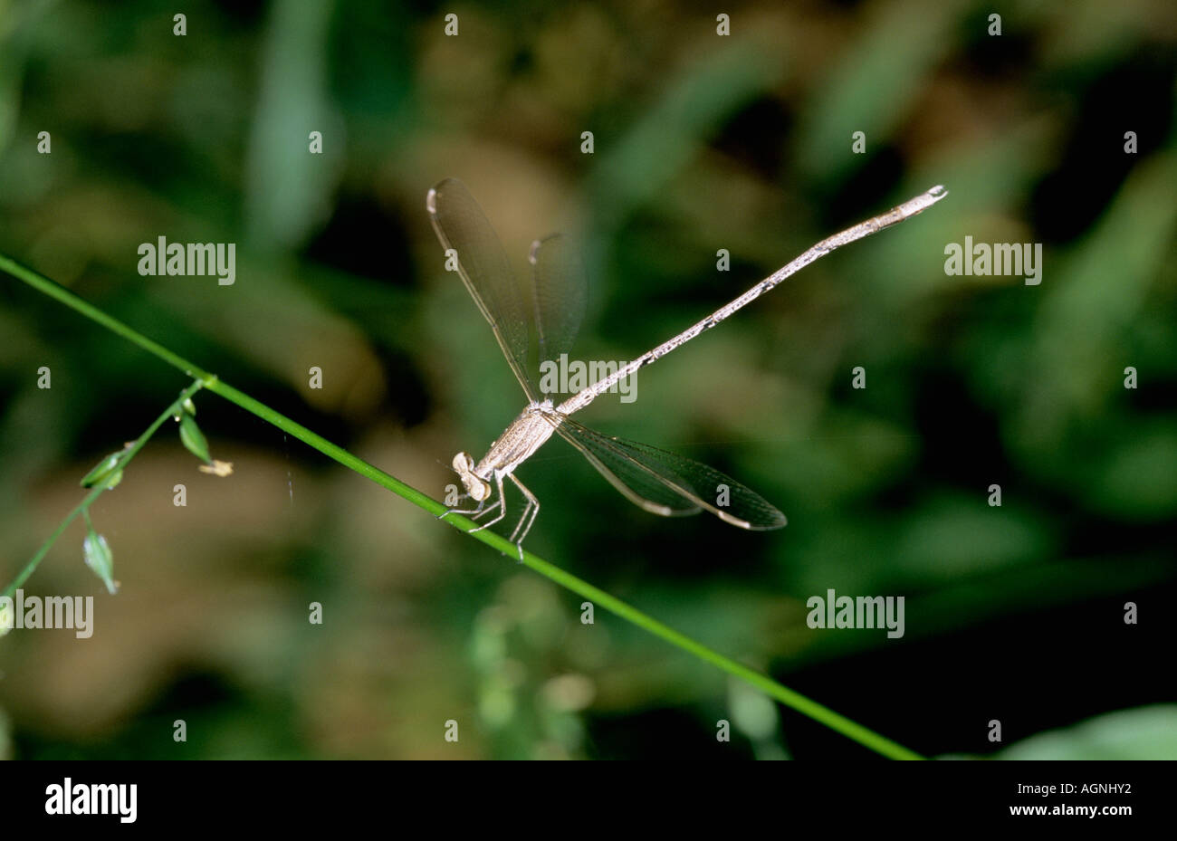 Wings needle hi-res stock photography and images - Alamy