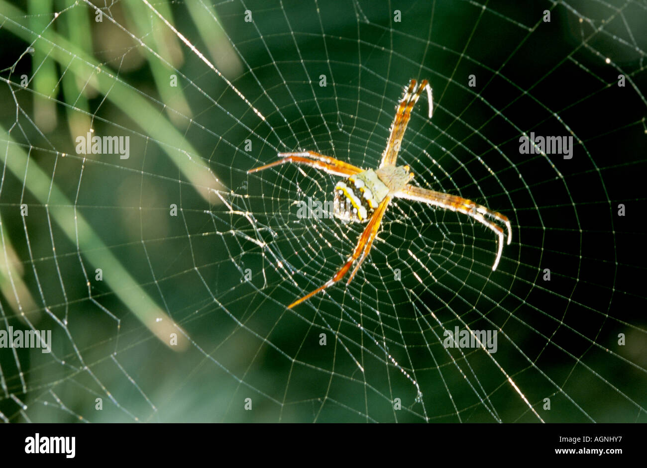 Signature spiders hi-res stock photography and images - Alamy