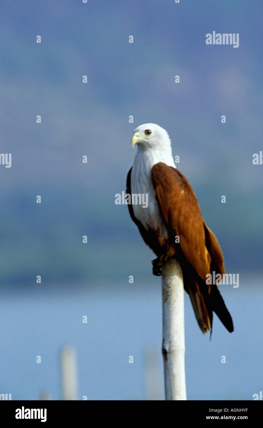The Brahminy Kite (Haliastur indus Stock Photo - Alamy