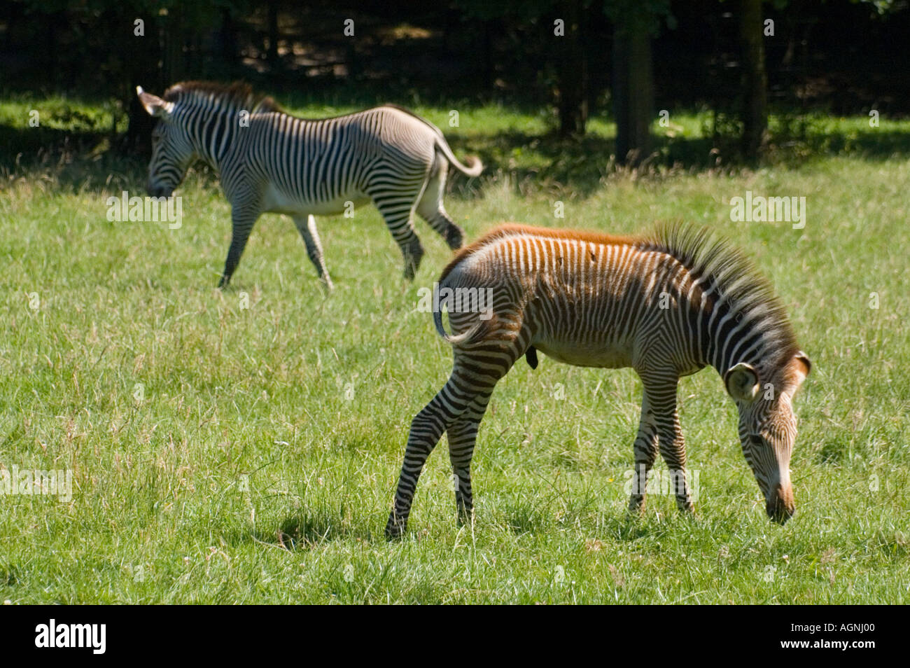 Edinburgh zoo zebra hi-res stock photography and images - Alamy
