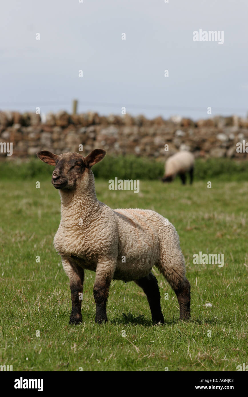 Lamb in field Stock Photo - Alamy