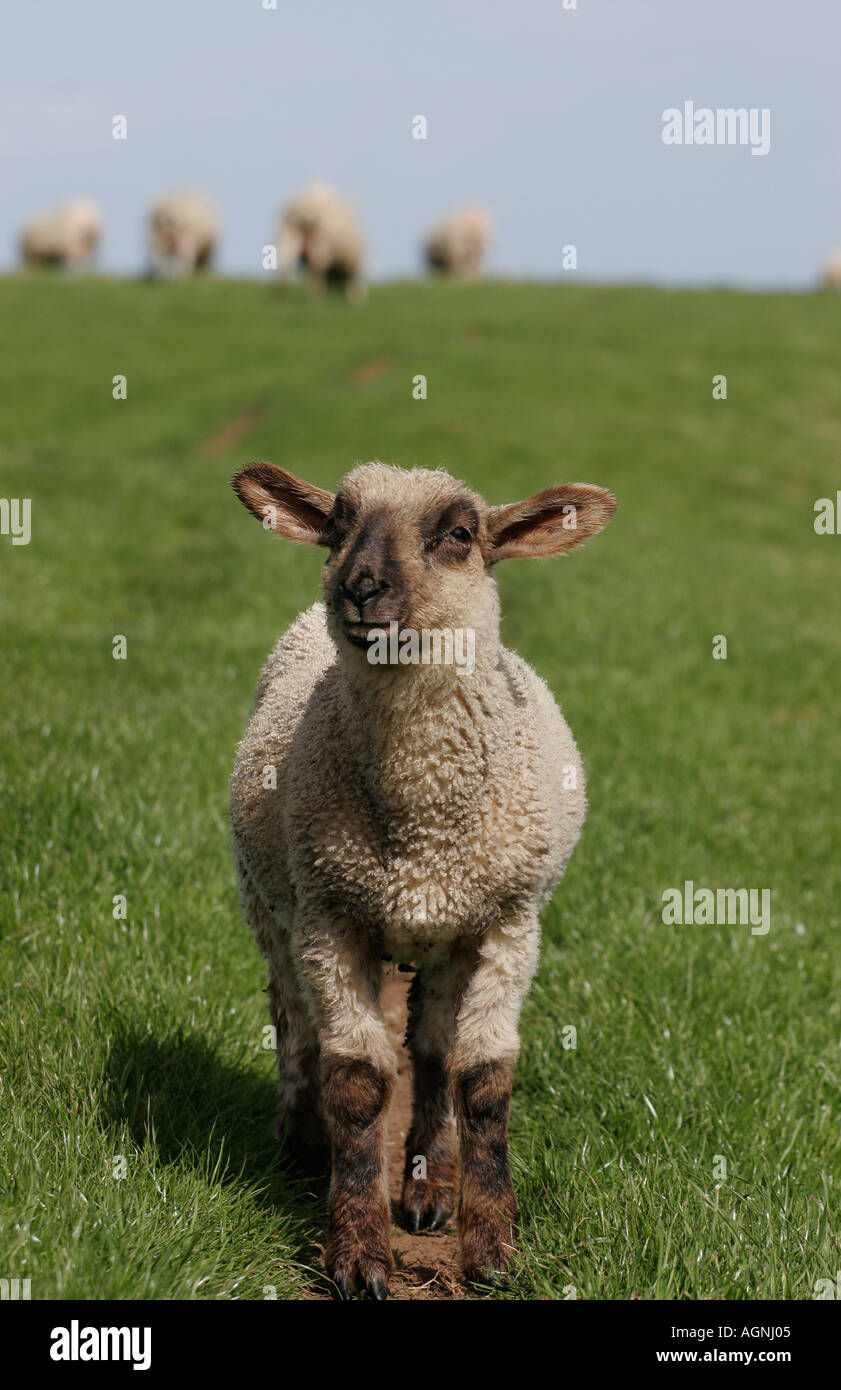 Lamb in field hi-res stock photography and images - Alamy