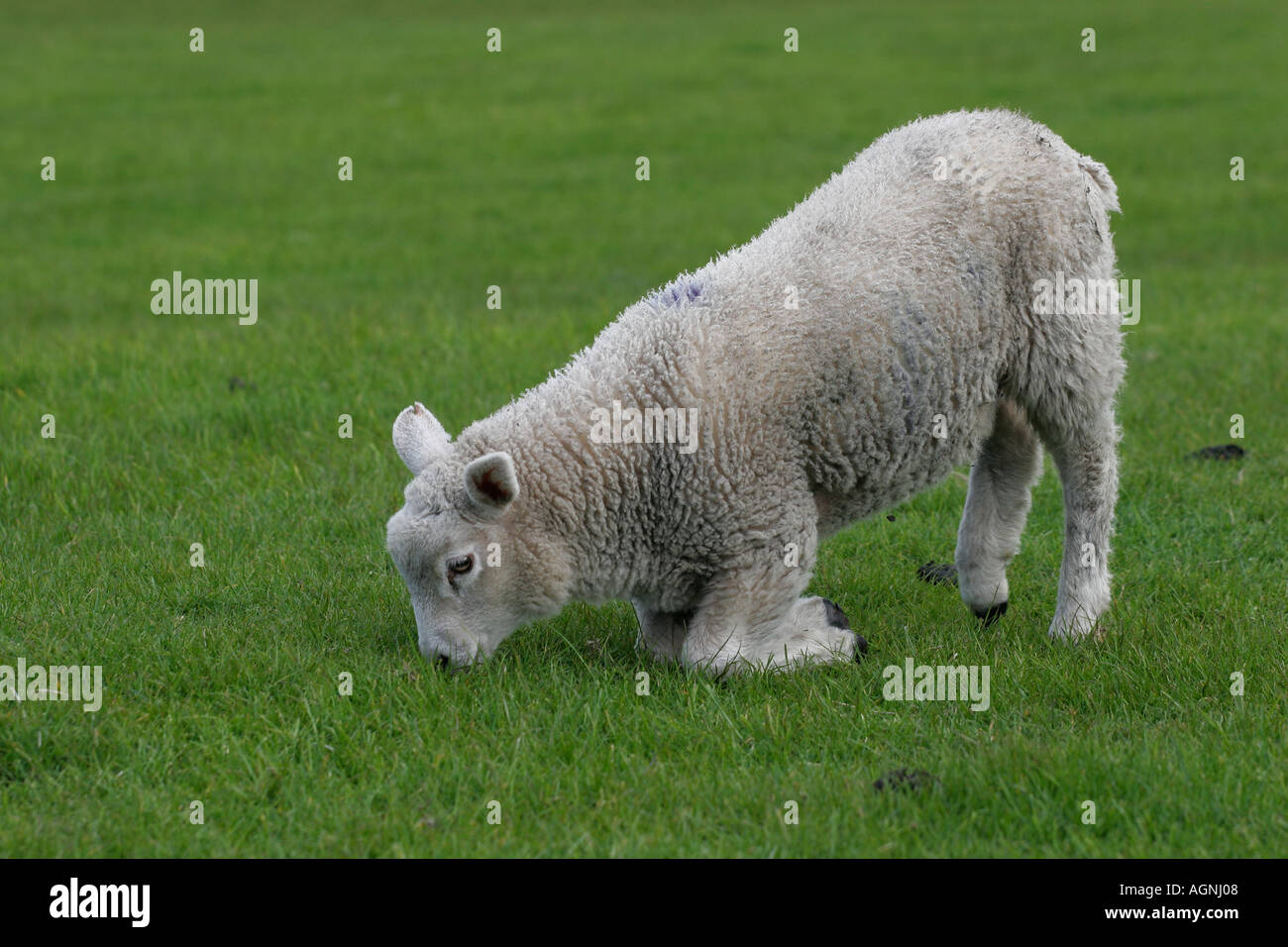 Lamb kneeling hi-res stock photography and images - Alamy