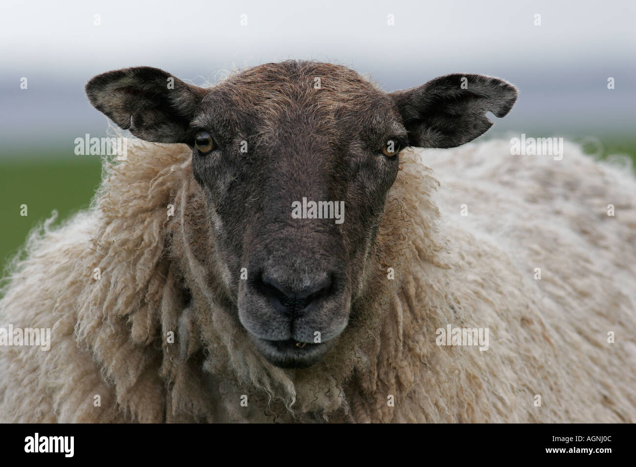 Sheep Close up head Stock Photo - Alamy