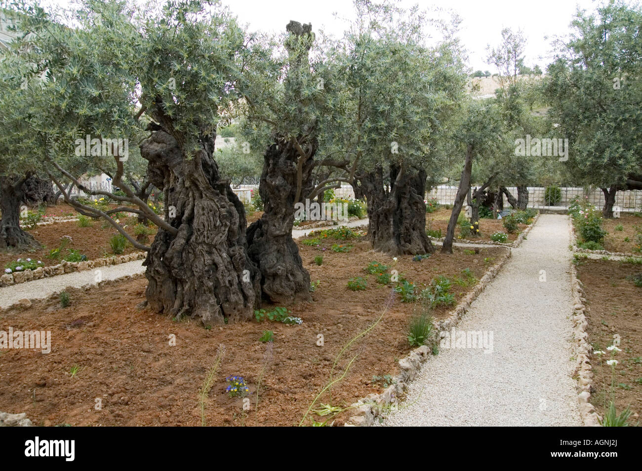 Israel Jerusalem Old Olive trees in the garden of Gethsemane in the ...