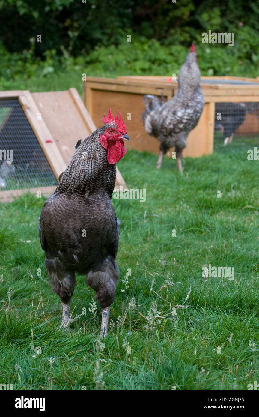Domestic henkeeping in garden Scotland UK two Scots Grey cockerels and ...