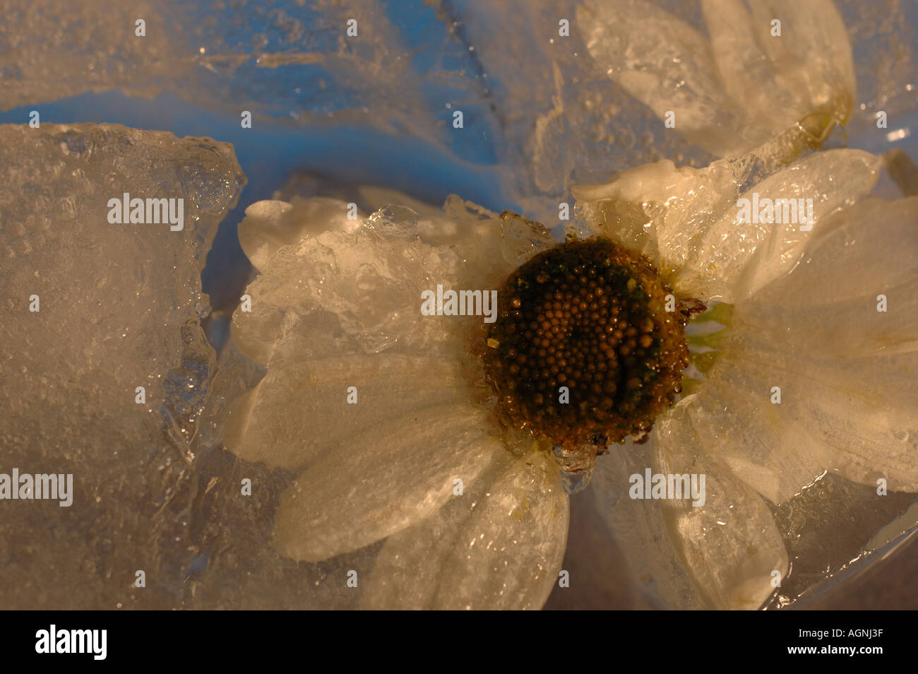 Daisy flower frozen in water Stock Photo - Alamy