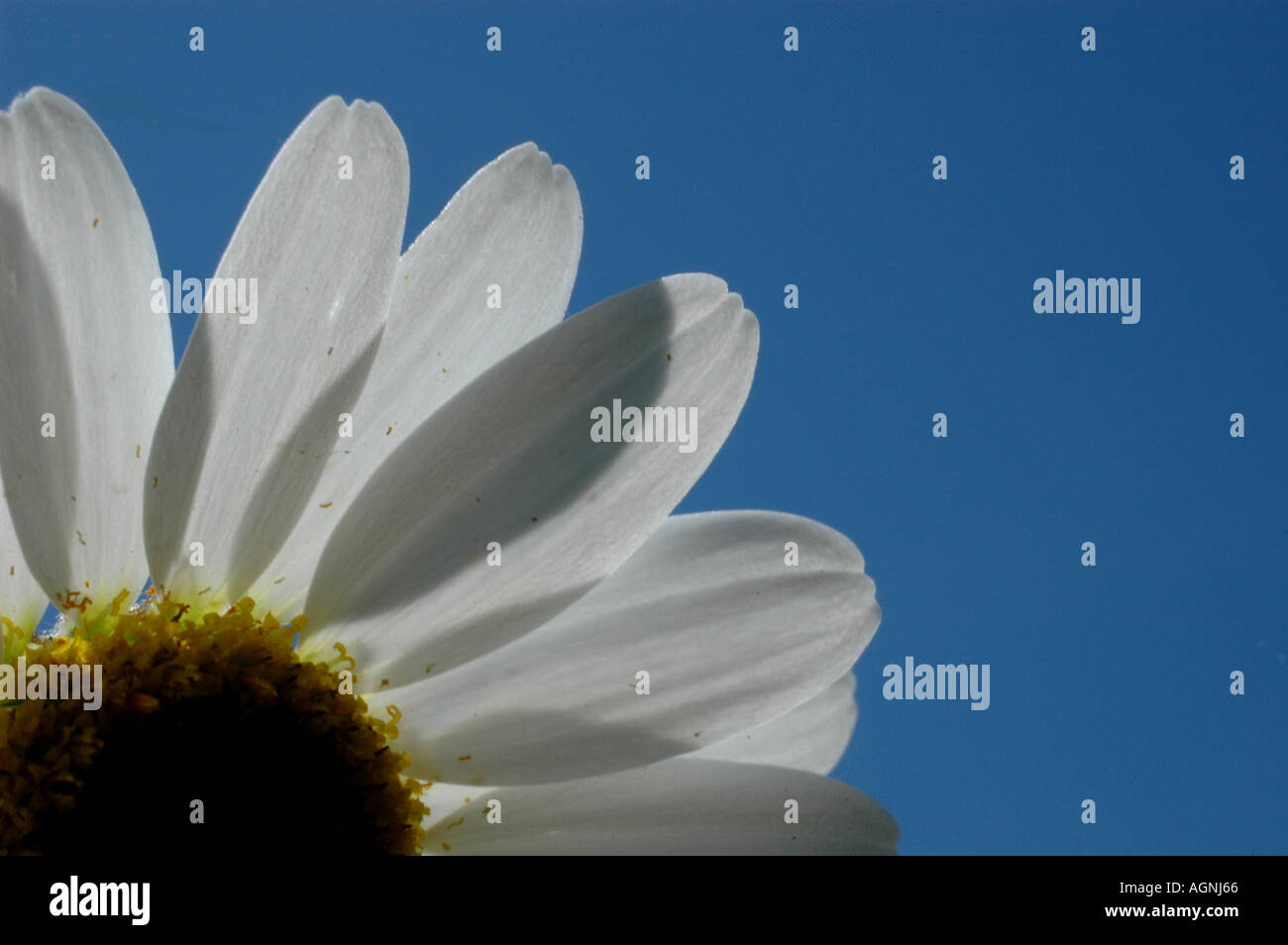 Flower to sky a bugs view Stock Photo - Alamy