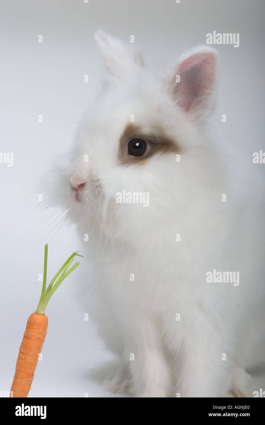 Lion head rabbit hi-res stock photography and images - Alamy