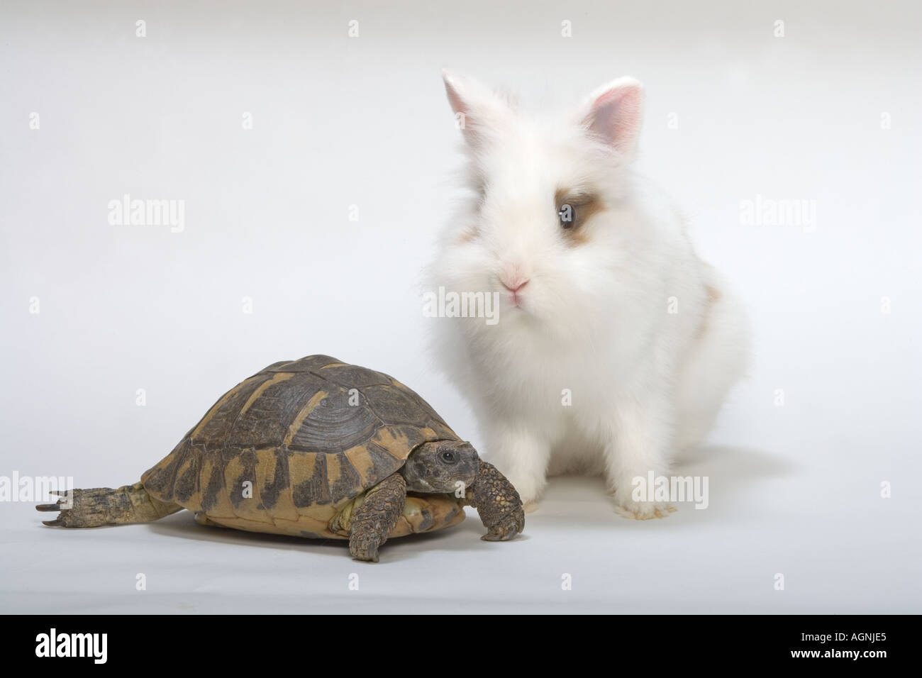 Lion head rabbit hi-res stock photography and images - Alamy
