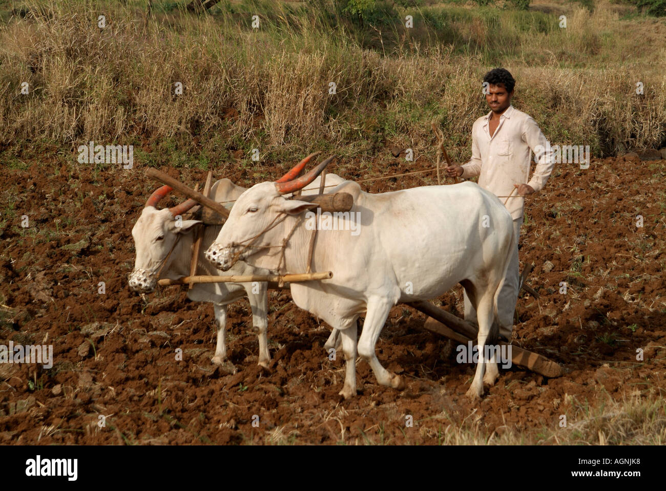 Ploughing-traditional agriculture in rural areas of Maharasthra. India ...