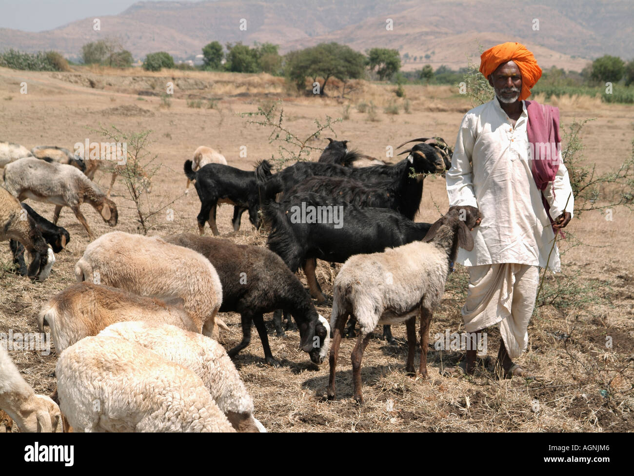 Shepherd in rural Maharasthra, India Stock Photo - Alamy