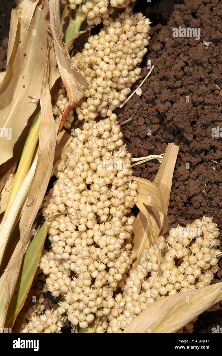 Pearls - Jawar crop Stock Photo - Alamy