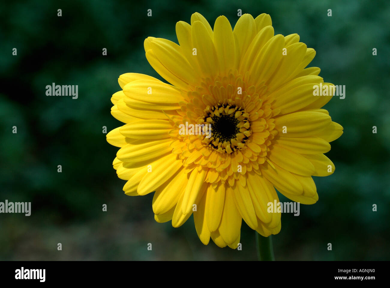 Gerbera close up Stock Photo - Alamy