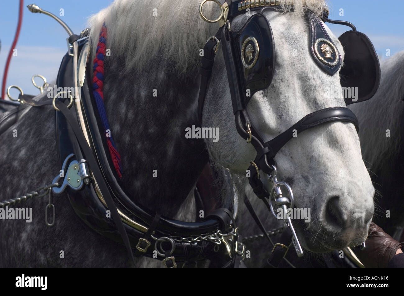 Working heavy horse in traditional dress at southsea horse show Stock ...