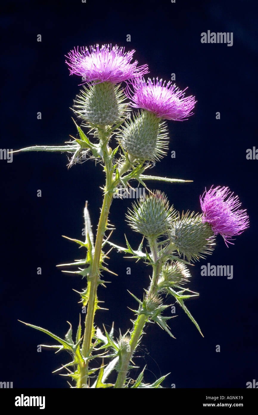 Scottish floral emblem hi-res stock photography and images - Alamy