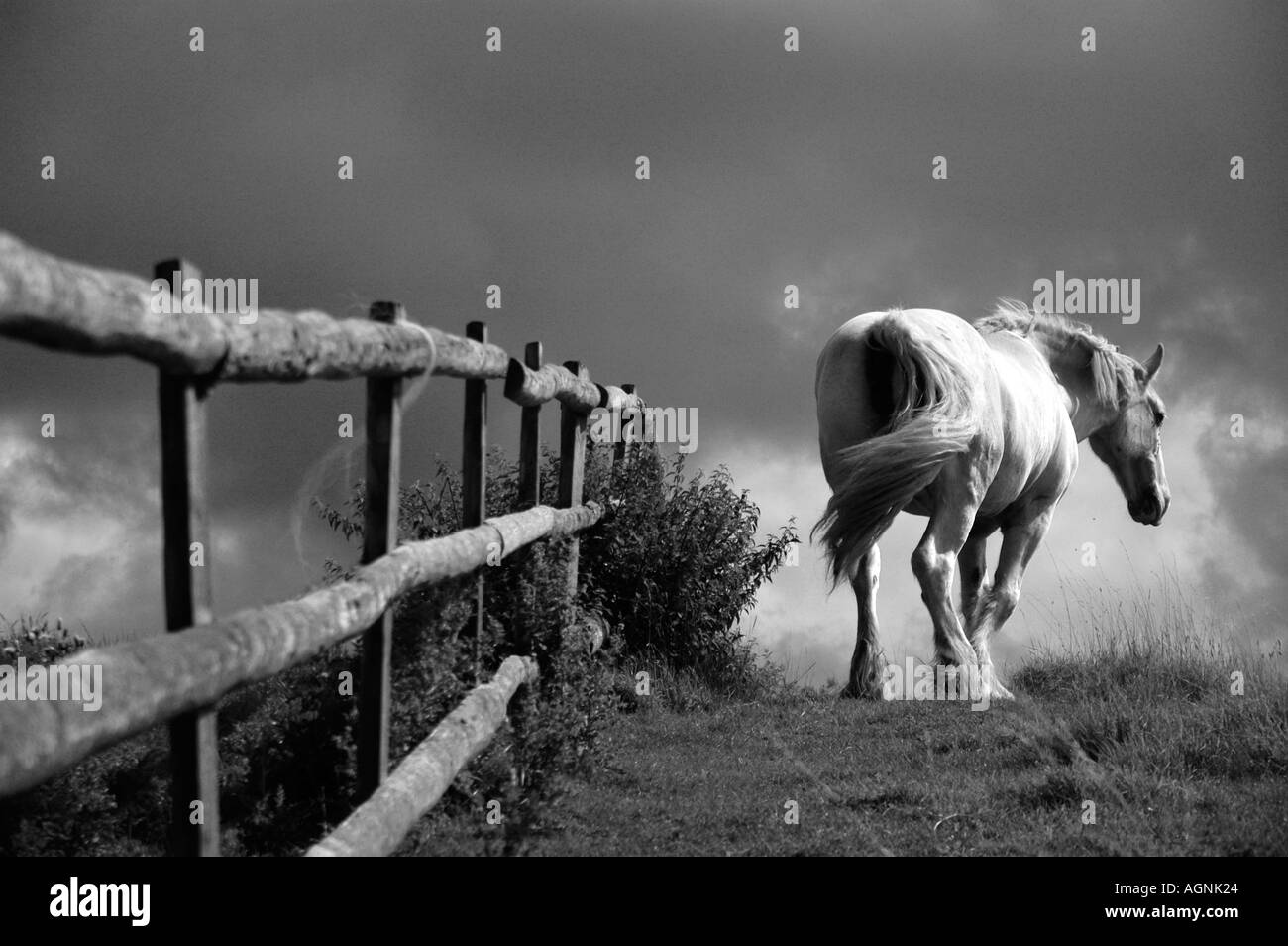 English countryside animals Black and White Stock Photos & Images - Alamy