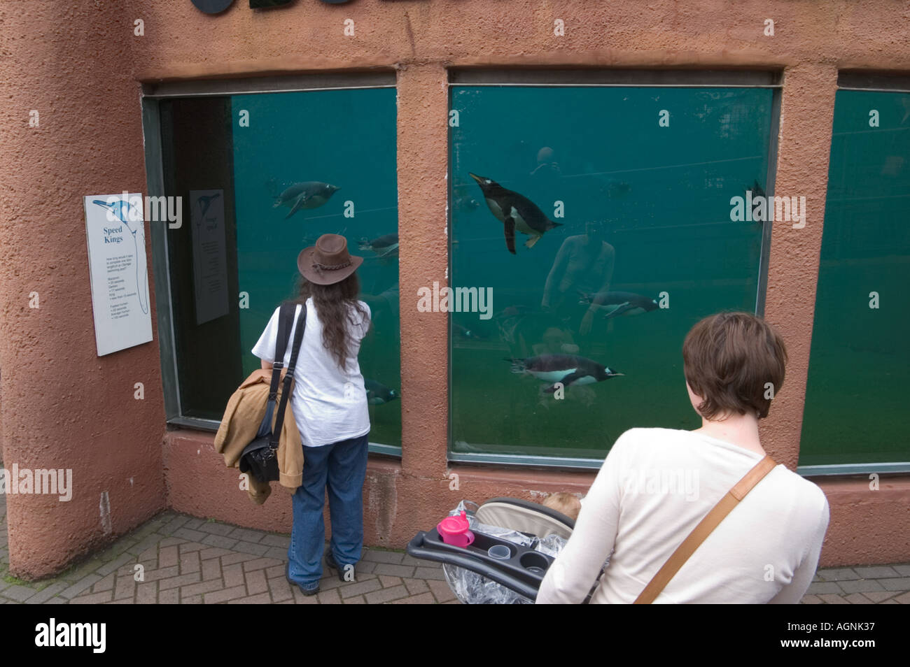 Watching penguins swimming underwater through observation windows at ...