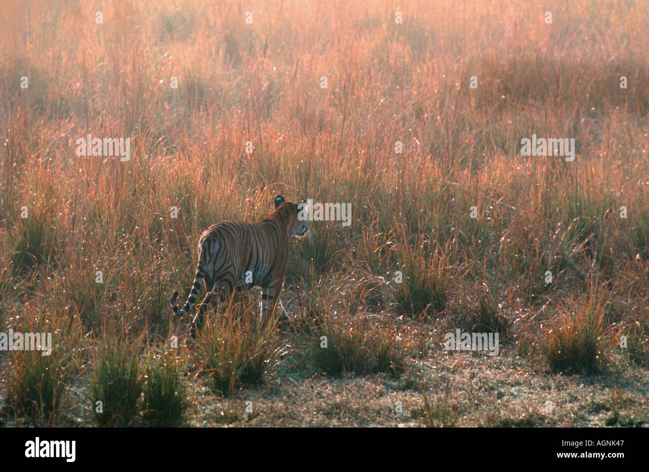 Tiger In Grass Camouflage High Resolution Stock Photography and Images ...