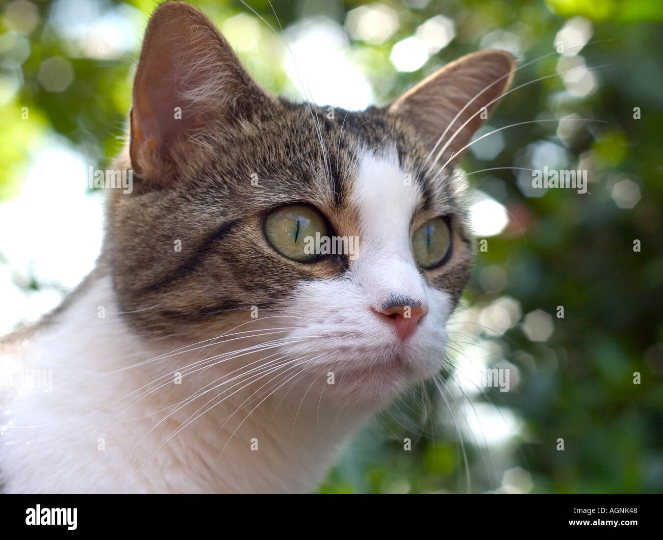 Cat watching birds Stock Photo - Alamy