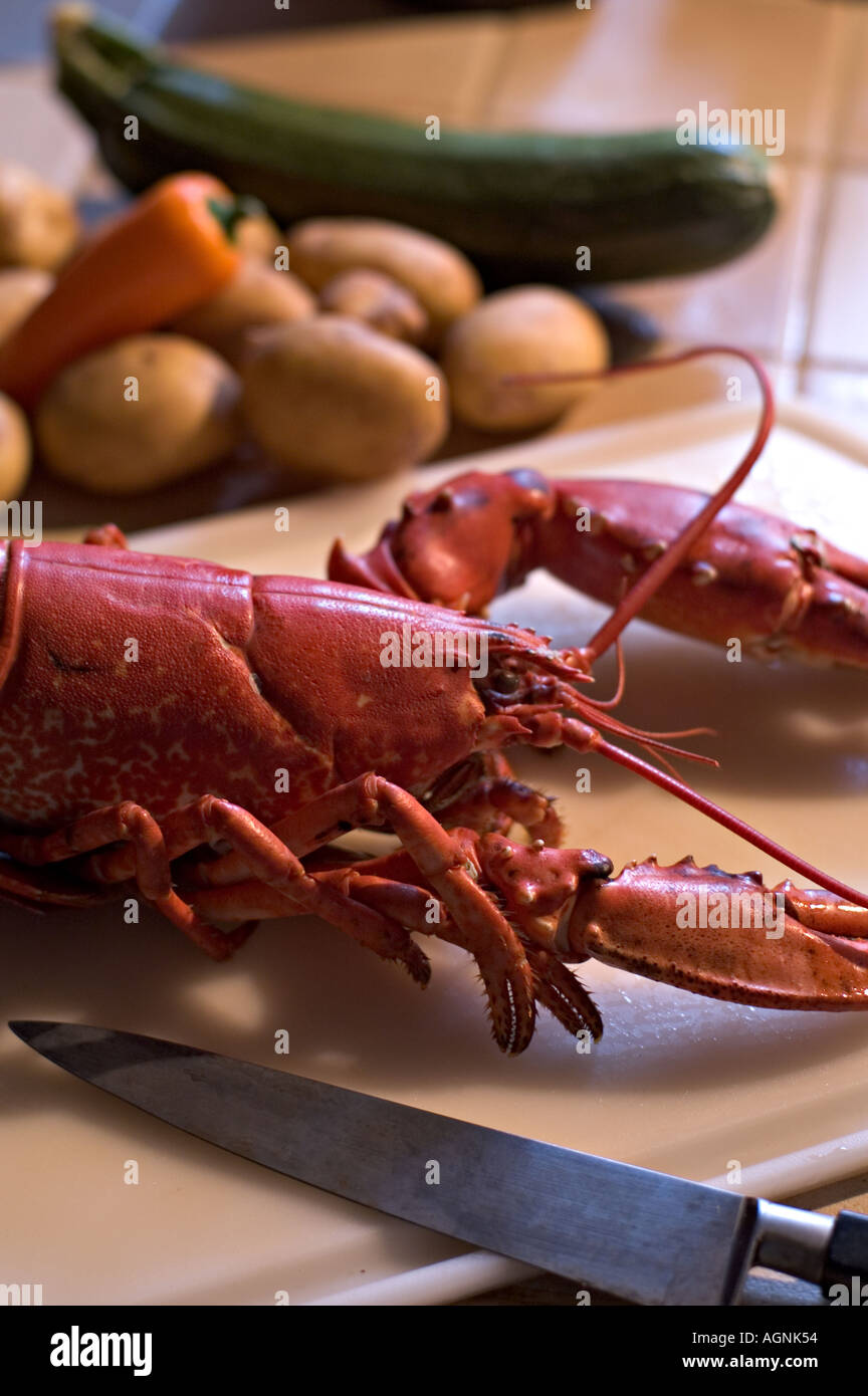 Preparing Scottish Eyemouth North Sea lobster Stock Photo - Alamy