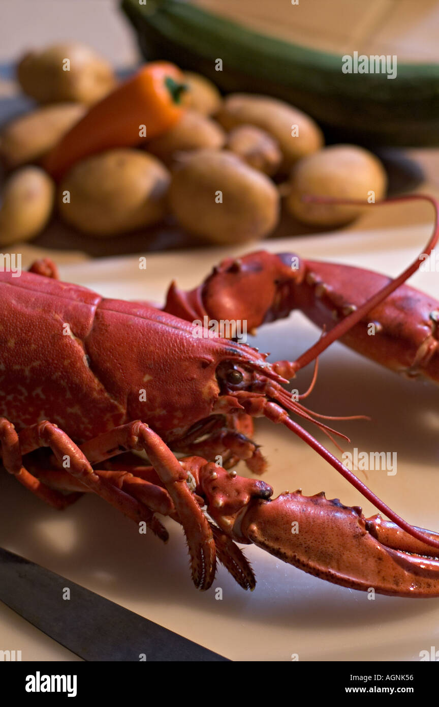 Preparing Scottish Eyemouth North Sea lobster Stock Photo - Alamy
