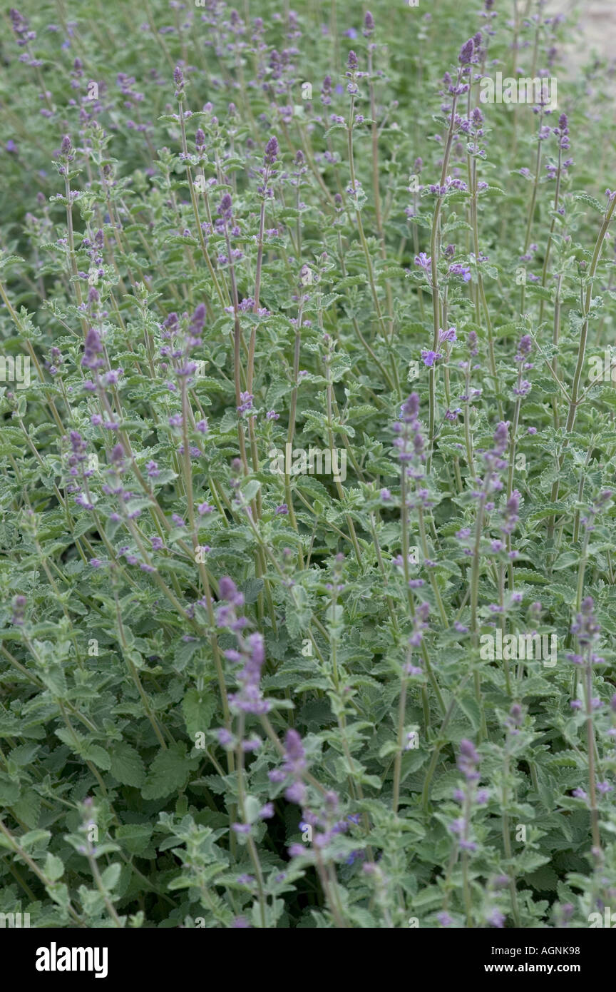 Catnip nepeta catmint Stock Photo - Alamy