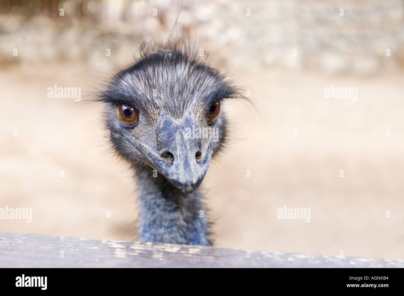 Head view portrait of an ostrich Emu staring eyes Stock Photo - Alamy