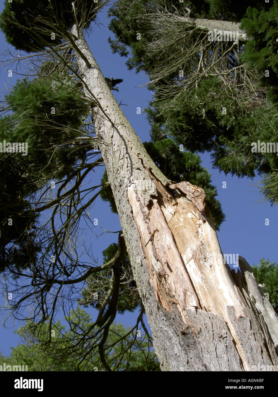 Weak tree hi-res stock photography and images - Alamy