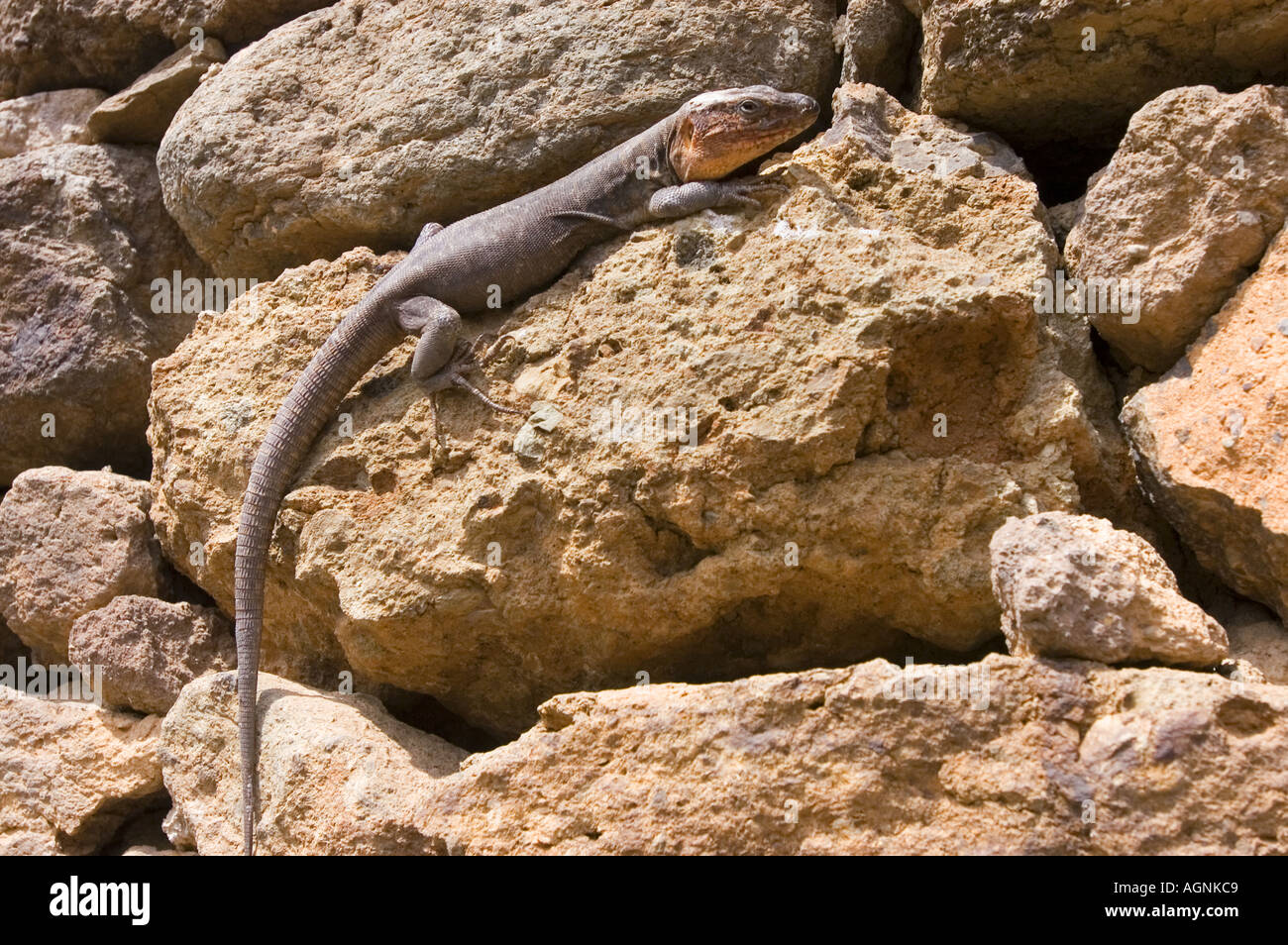 Canary island lizard hi-res stock photography and images - Alamy
