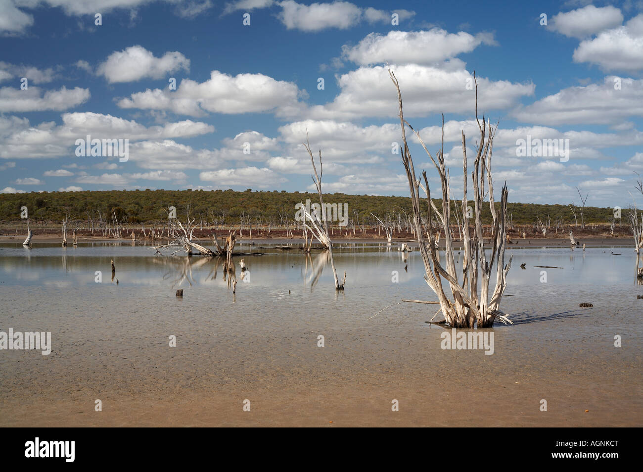 Native australian bush dead wood hi-res stock photography and images ...