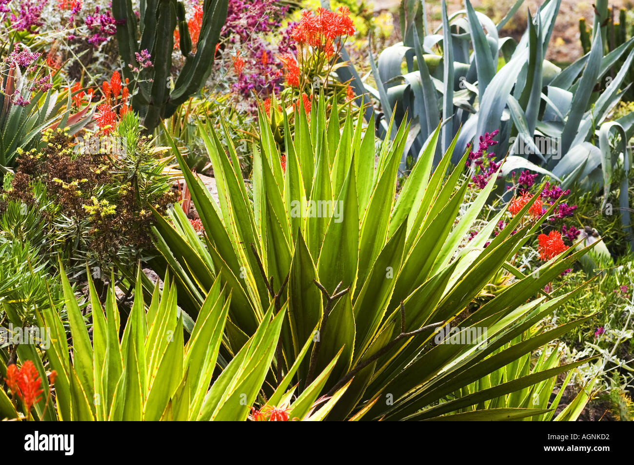 typical vegetation on Gran Canaria Canary Islands Agave palm Stock ...