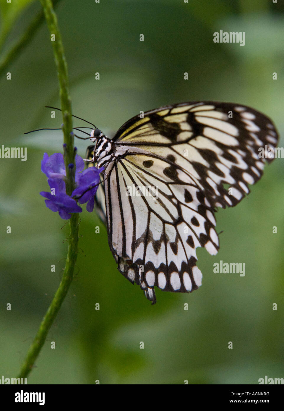 Butterfly of the Emmen Zoo in Holland Stock Photo - Alamy
