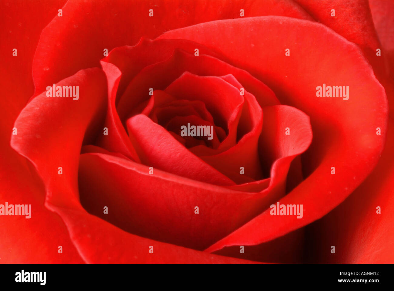 Red rose Rosa Stock Photo - Alamy