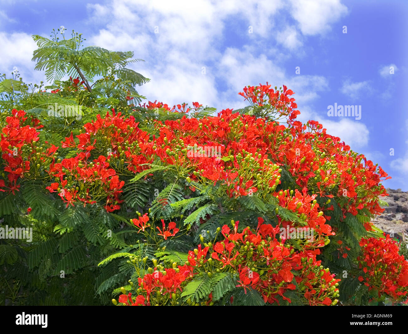 Flamboyant Flower Structure